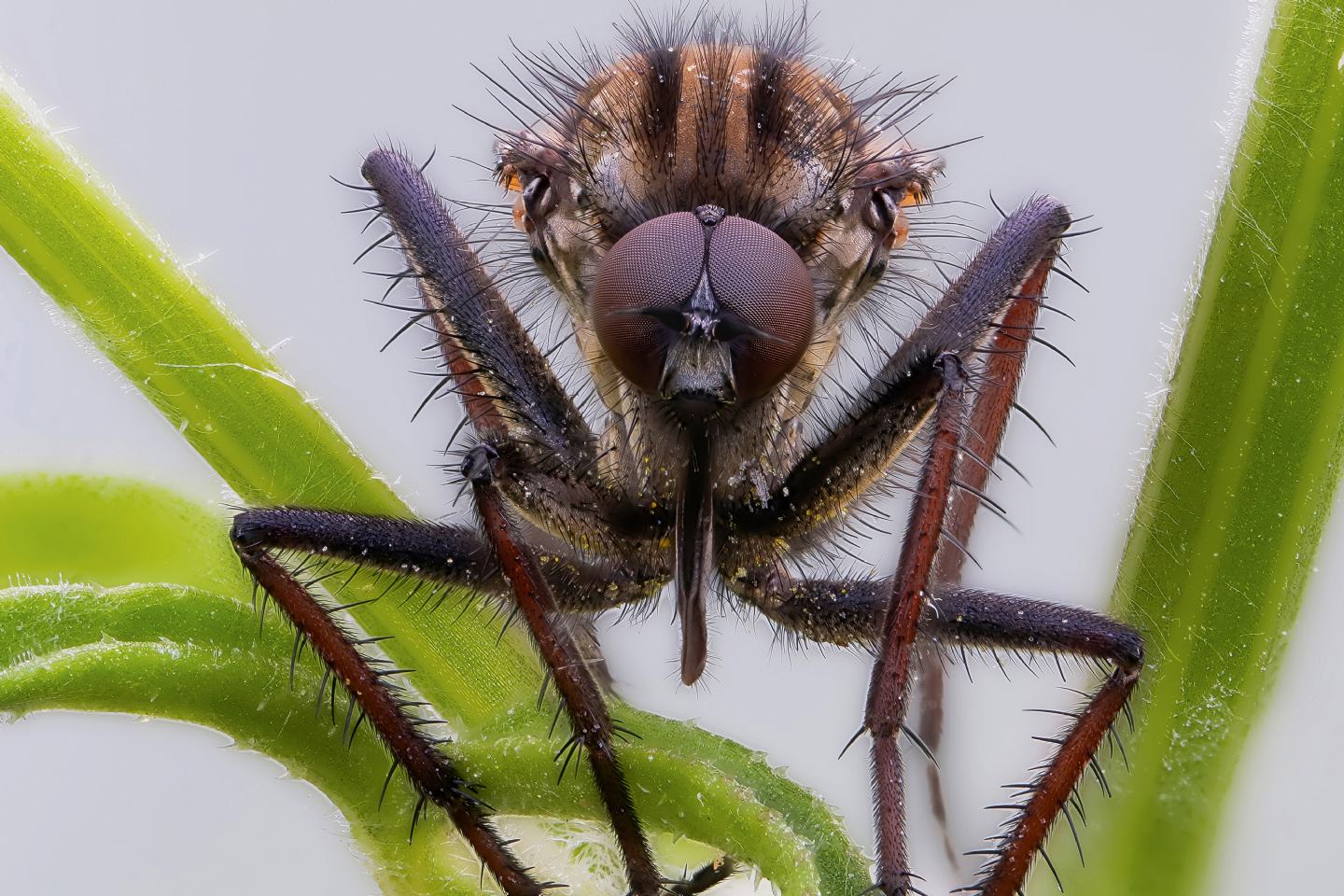 Empididae - Empis sp. , Natura Mediterraneo | Forum Naturalistico